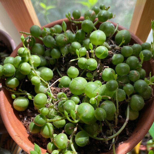 String of Pearls Succulent Plant - Etsy