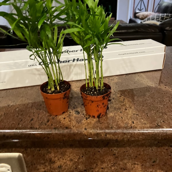 Bamboo Palm, Palma Areca, Reed Palm Clustered Parlor Palm, Cane Palm ...