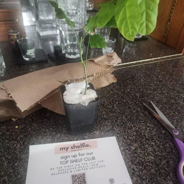 Starter Podocarpus Macrophyllus Maki Tree Outdoor Plant Landscape Live ...