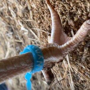 Chicken/bird Foot Tags - Etsy