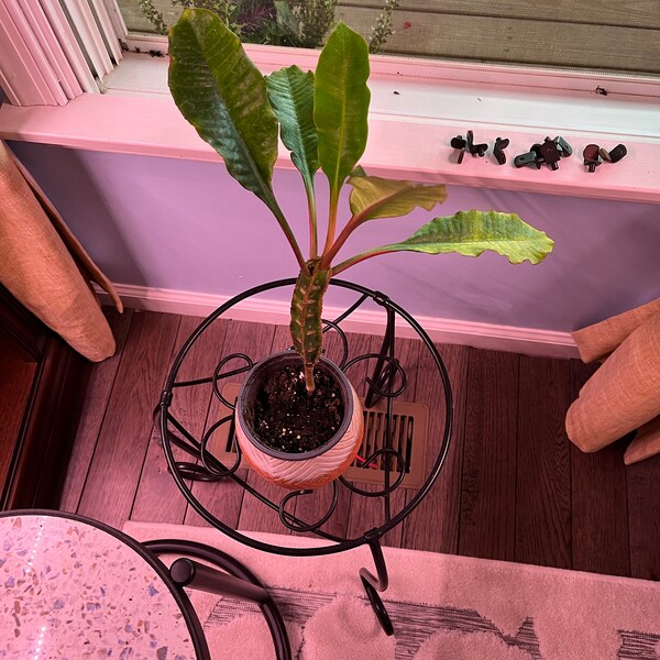 LIVE Pacay Icecream Bean Tree 'inga Feuillei' Rooted in a Small Pot ...