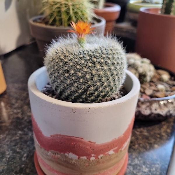 Handmade Concrete Plant Pot: Desert Inspired Southwestern Planter - Etsy
