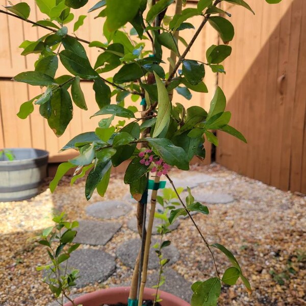Grafted Sweet Southern Cherry Tree: Fruiting Age, Semi-dwarf - Etsy