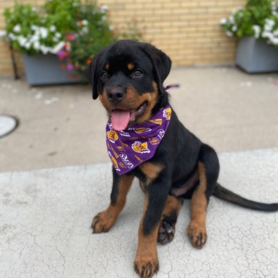 Los Angeles Lakers Dog Bandana, Basketball Dog Bandana - Etsy