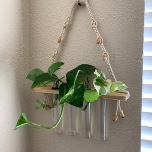 Hanging Propagation Station 8 Slot Live Plant Cutting | Etsy