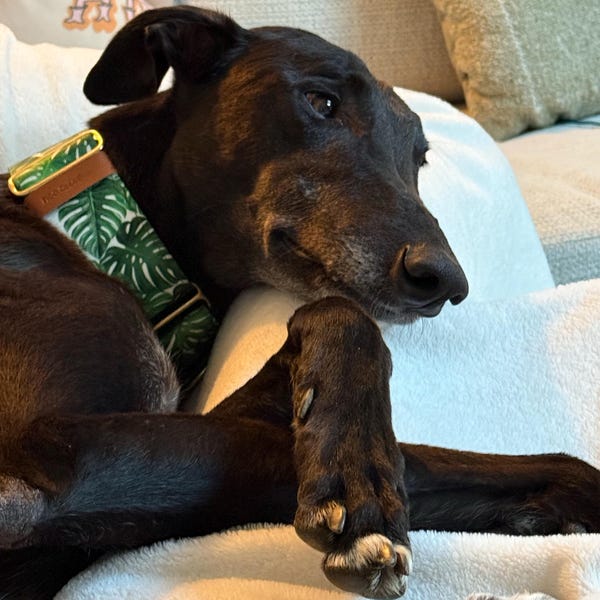 Sky Blue Dog Bow Tie | Light Blue Dog Bow | Wedding Dog Tie | Dog ...