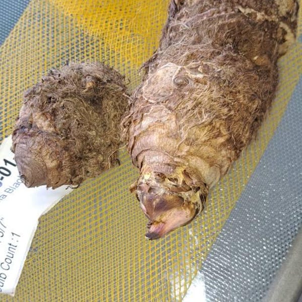 Garden State Bulb Chester Blackberry Bare Root for Planting, Non-gmo ...