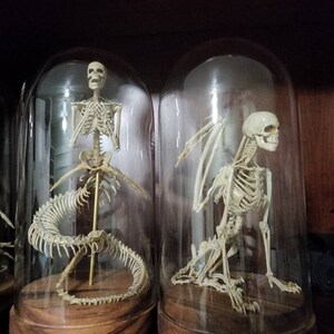 Sphinx Skeleton, Curiosity Cabinet - Etsy