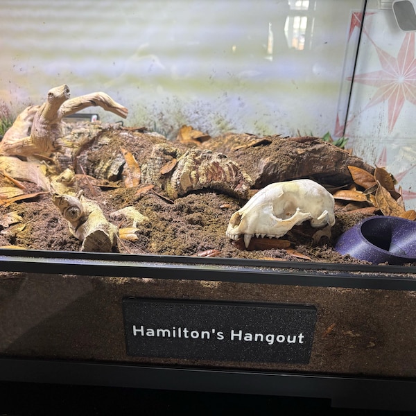 XL Hoggy Hide. Burrow Hide. Snake Hide for Western Hognose, Colubrids ...