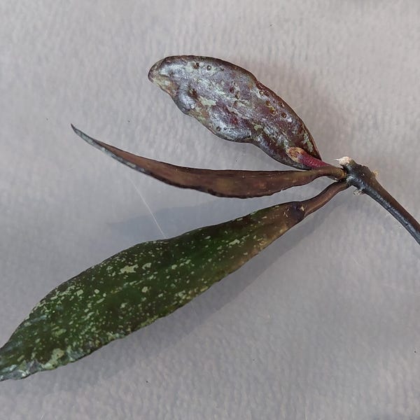 RARE Hoya Mathilde Silver Fresh Cutting Plant Houseplant - Etsy UK