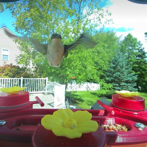 Bird Buddy Accessory Extender - Etsy