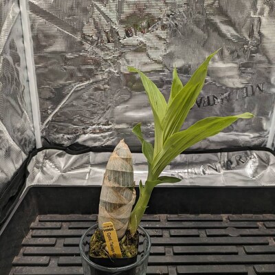 Rlc.. Sung Ya Green 'mailman' 2.5 Pot - Etsy