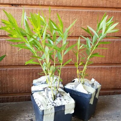 Ninebark physocarpus Opulifolius 3 Pack tubelings - Etsy