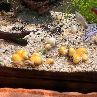 Super Snello 8oz, Aquatic Snail Food, Dehydrated, Snail Jello, Mystery ...