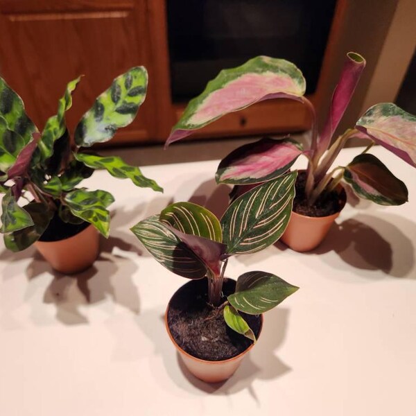 Calathea Assorted Starter Pack | Calathea Starter Plants | Rooted ...