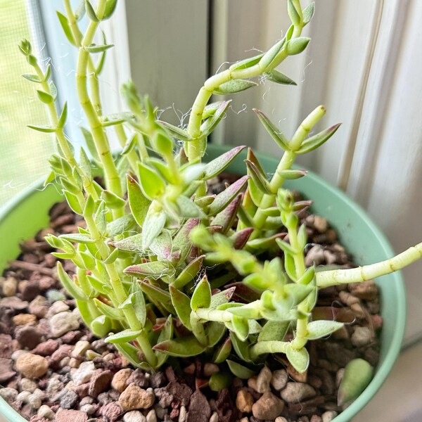 Aloe Ghost - Aloe Striata Hybrid 'ghost Aloe' Beautiful Real Aloe Plant ...