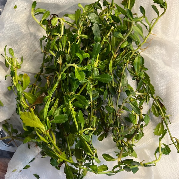 Frog Fruit (turkey Tangle) Live Plant Cuttings – Fast-spreading Native ...
