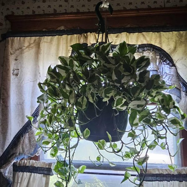 LIVE 6” Pot Ivy Plant, Hedera Helix, Plant Gift for Home, Dad Christmas ...