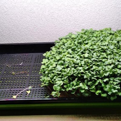Silicone Reusable Microgreen Grow Medium / Microgreen Grow Mat ...