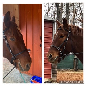 ARAB Size AUSTRALIAN Aussie Barcoo Outrider BRIDLE Made | Etsy