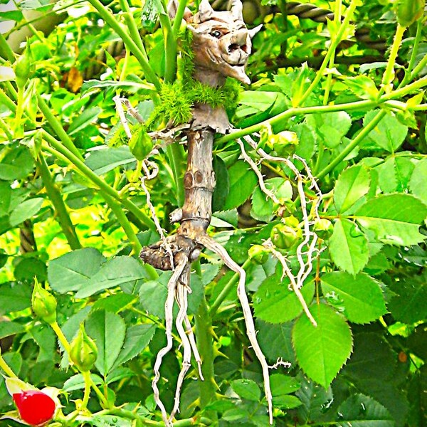 Natural Dried Bamboo Rhizomes - Organic Driftwood Roots for Terrariums ...