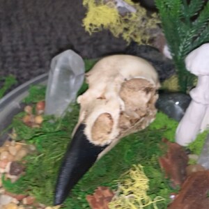 Rotting Skeleton Corpse - Etsy