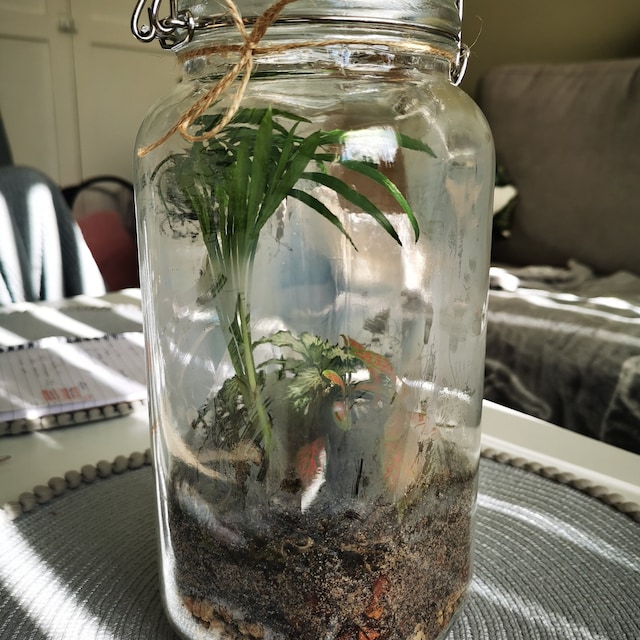 A Mini Earth in a Jar Your own little ecosystem by MiniEarths