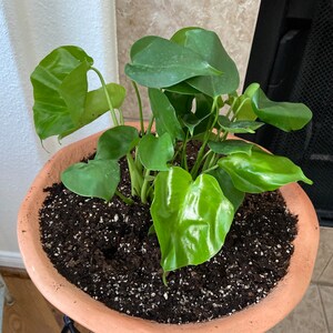Philodendron monstera Deliciosa, 4 Pot, Heart Shaped Foliage, Live ...