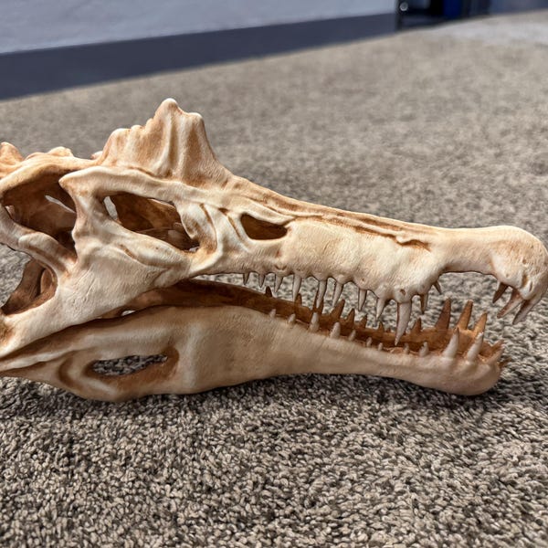 Spinosaurus Replica Skull 3D Printed - Etsy