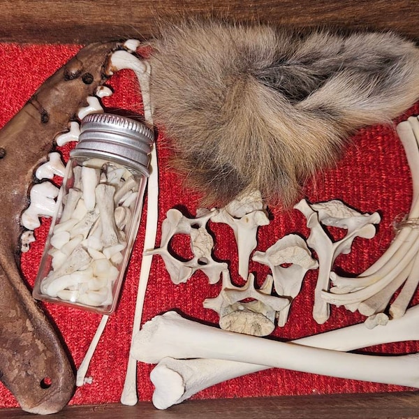 Volva Statement Badger Pelvis Bone and Copper Ear Hangers Witchy ...