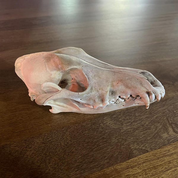 10 Deer Distal Phalanx Bones Phalanges Knuckle Bones - Etsy