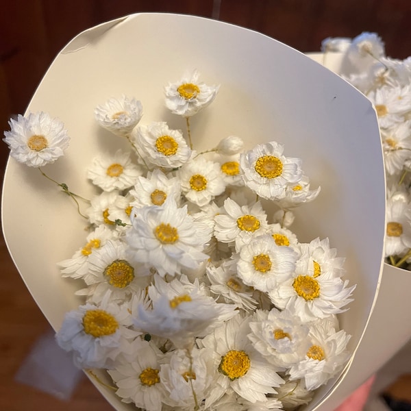 2025 New Dried White Daisies Dried Rodanthe Natural Dried Flower ...