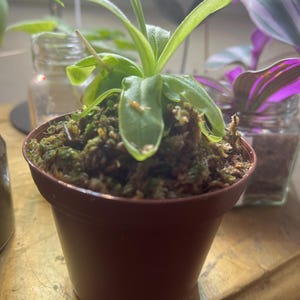 RS Ariel African Violet Live Plant, Young Starter in a 4 Pot Plant ...