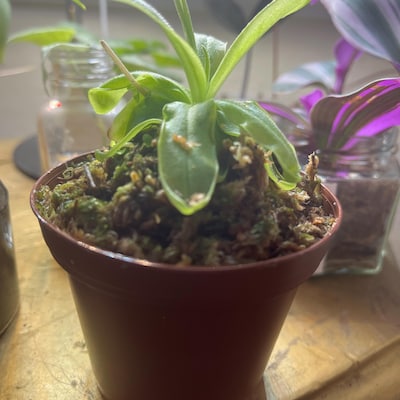 RS Ariel African Violet Live Plant, Young Starter in a 4 Pot Plant ...