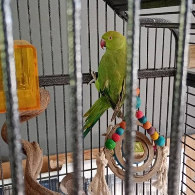 Schnauzer Car Sticker , Dog Car Decal, Schnauzer Decal, Car Decoration ...