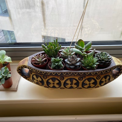 Small Succulent Plants Random Succulents 5cm Pots Open Terrarium Plants ...
