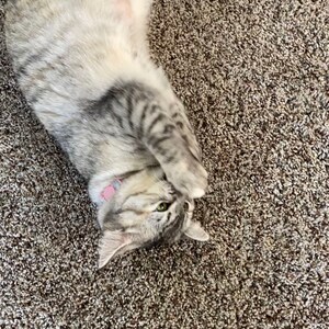 Whole Silvervine Fruit All Natural Cat Toy Dried Gall Fruit Actinidia ...