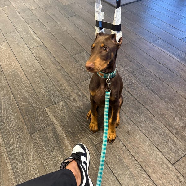 The Flora - Dog Collar - Etsy