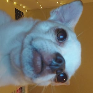 Crochet Positive Poo, Cute Poo Decor, Crochet Emotional Support Poo ...