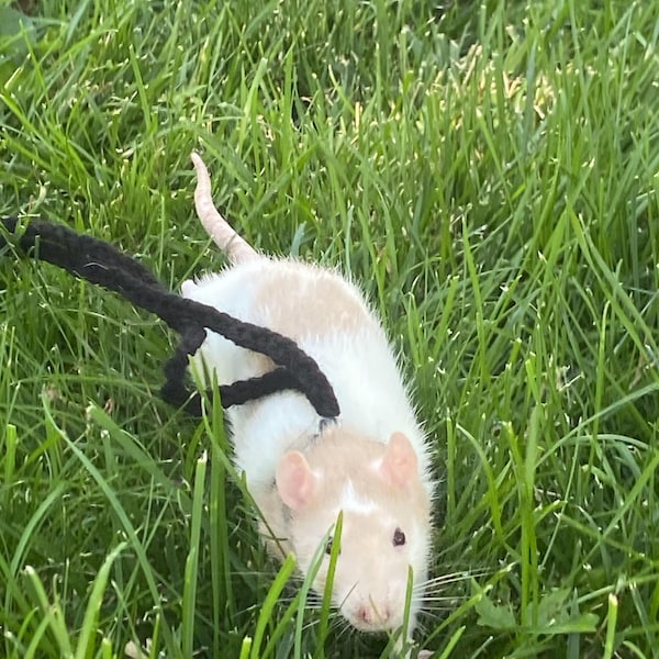Bearded Dragon Candy Corn Costume Sweater, Halloween Lizard Sweater ...