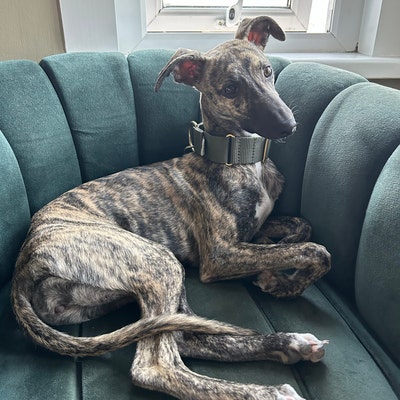 Emerald 'atacama' Whippet Greyhound Italian Lurcher Sighthound ...