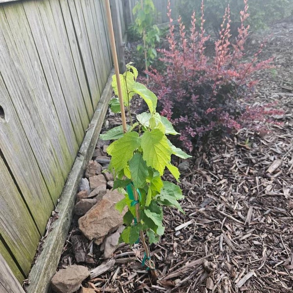 4 Live RED Maple Trees Queen of Fall Colors 2-3 Ft Tall Now FREE ...
