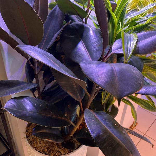 Mican Philodendron Velvet Leaf Philo Indoor & Outdoor Live Tropical ...