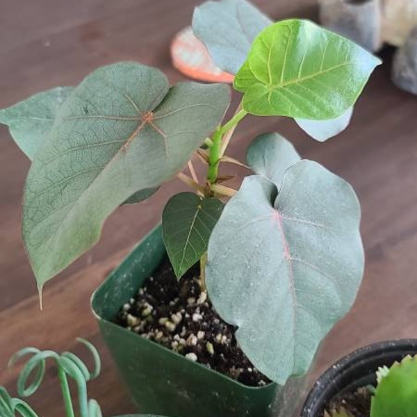 Rock Fig, Petiolate Fig, Ficus Petiolaris, Rare Plant in 4" Pot - Etsy