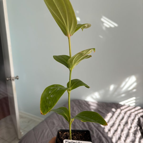 Athens Blue Princess Glory Bush Planttibouchina Urvilleanasmall Starter ...