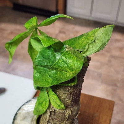 Rare Pothos Cuttings Mix Golden Pothos / Heart Leaf Philodendron ...