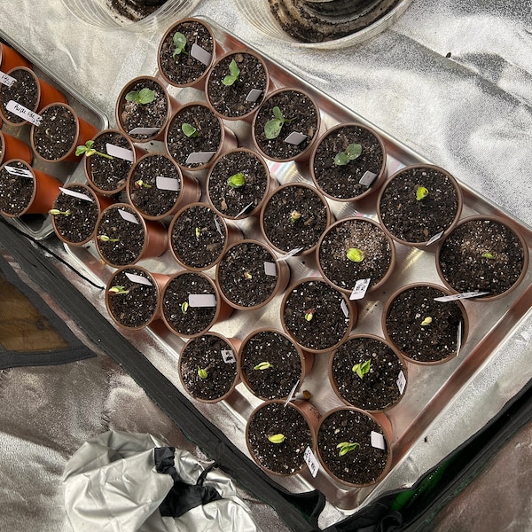 North Georgia Candy Roaster Squash, Cucurbita Maxima, 10 Seeds, Sweet ...