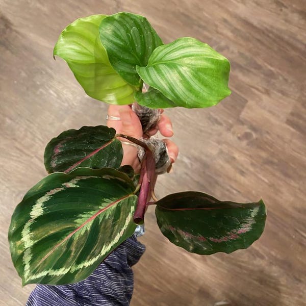 Calathea Orbifolia Starter Plant: Round Foliage Tropical Plant (***all ...