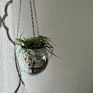 Tillandsia Stricta Iridescent Air Plants - Etsy