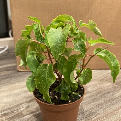 Hoya Kicki, Hoya Hybrid, Rooted Plant Shipped in 2.5 Pot. - Etsy